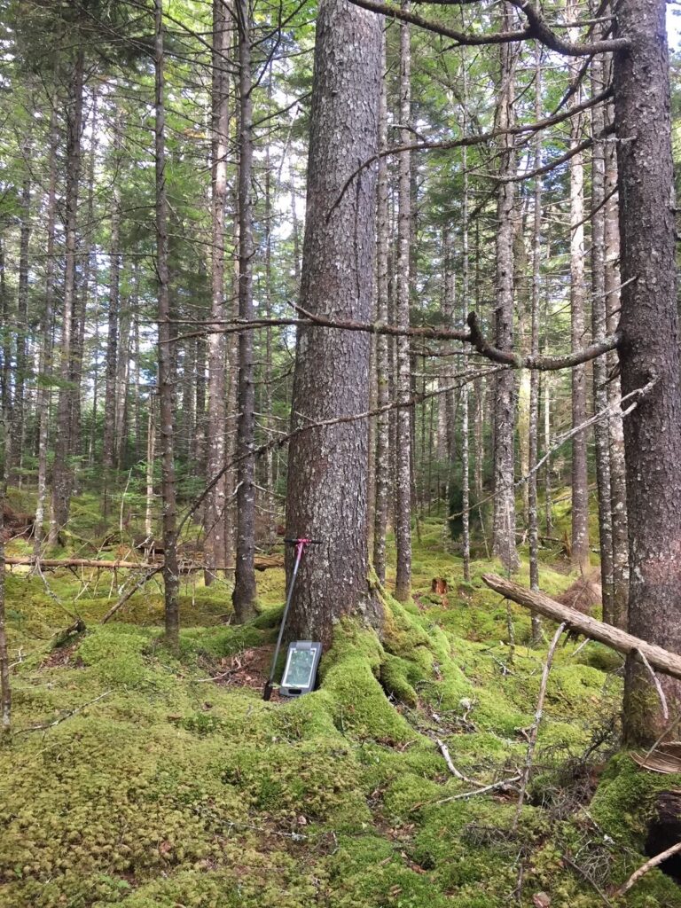 Introduction to Forest Composition and Structure – Online – April 14th ...