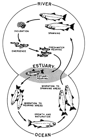 Fish Habitat Restoration — Identification of Factors Limiting Fish ...
