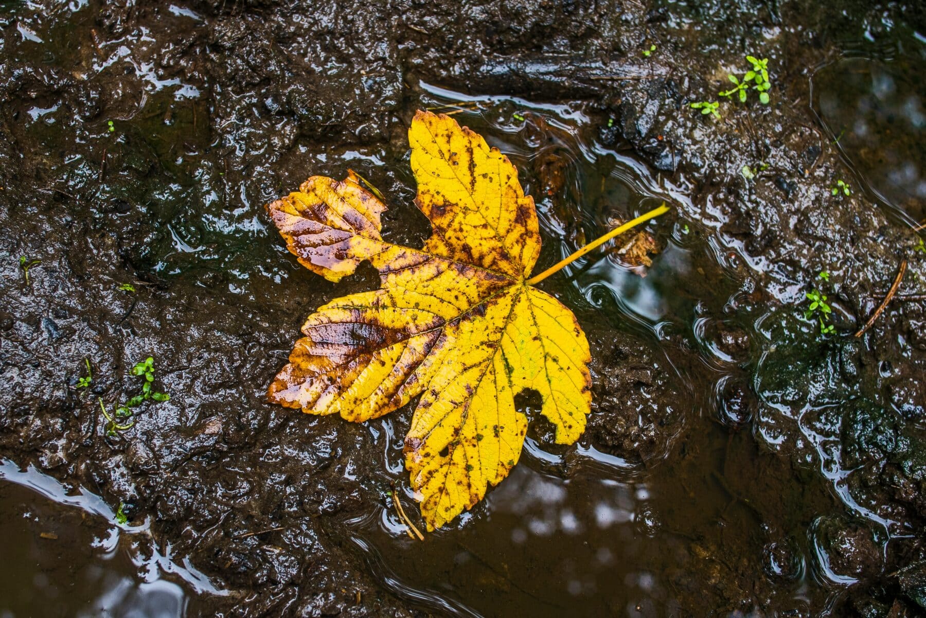 Construction Monitoring — Water Quality and Assessment – Online ...