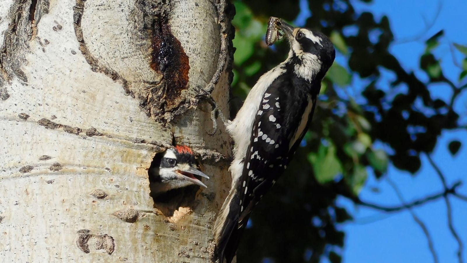 5 Online Training Programs to Kickstart Your Wildlife Conservation Career | Natural Resources ...