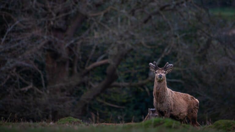 5 Online Training Programs to Kickstart Your Wildlife Conservation ...